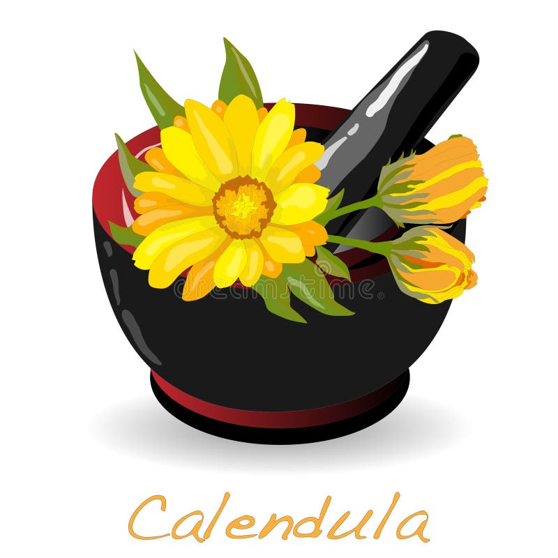 Calendula Vector Illustration Stock Vector - Illustration of blossom ...