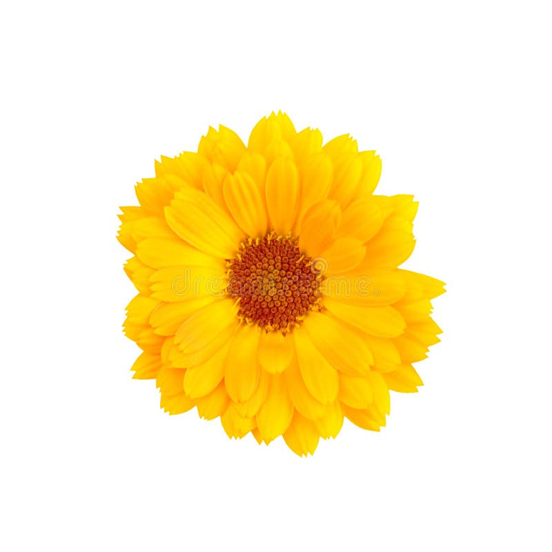 Calendula on a White Background Stock Image - Image of flower, color ...