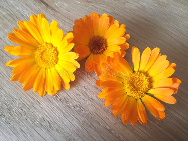 Calendula on the White Background Stock Image - Image of bouquet, flora ...