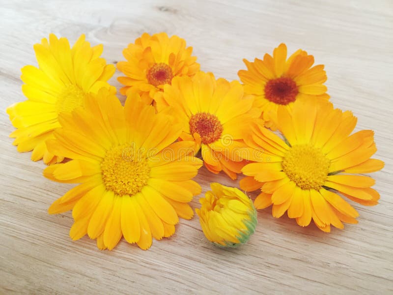Calendula on the White Background Stock Image - Image of bouquet, flora ...