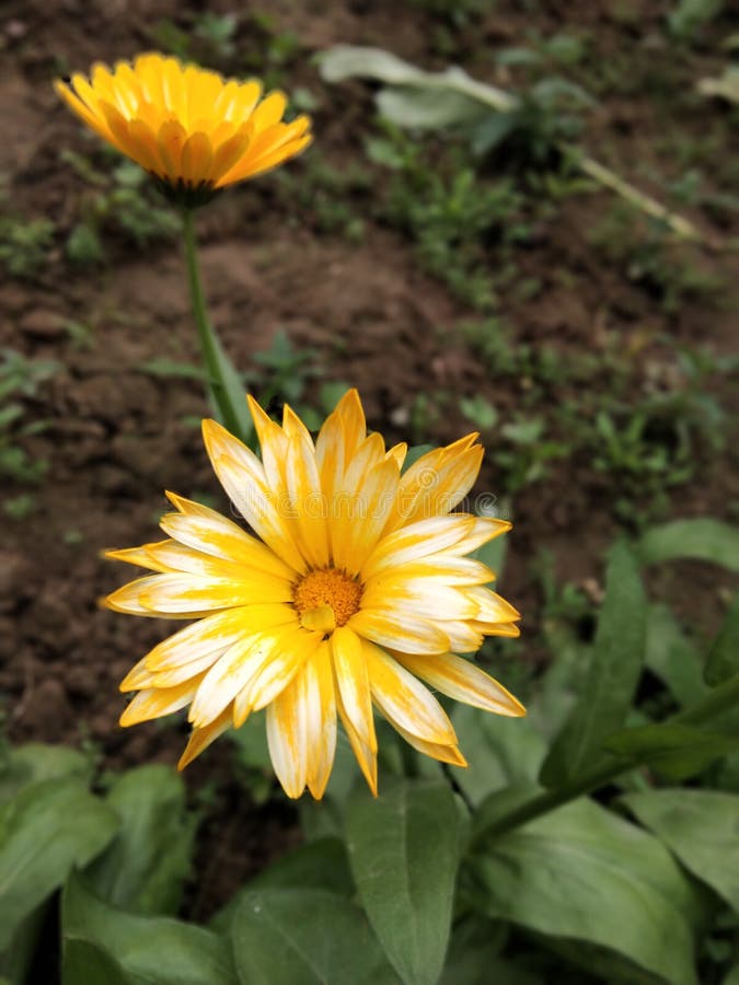 Calendula stock photo. Image of blooms, flower, yellow - 138978190