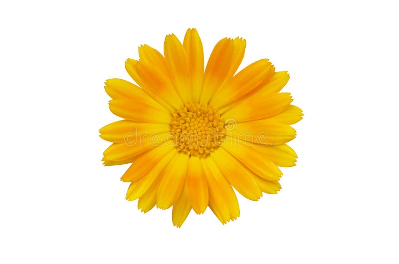 Calendula Yellow Flower Color Herbal Stock Image - Image of object ...
