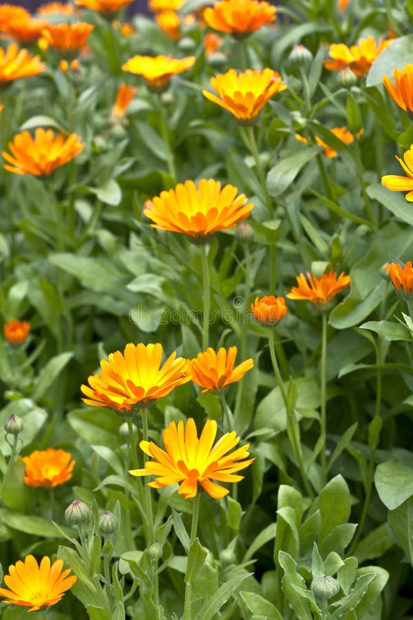Calendula stock photo. Image of head, plant, nature, vibrant - 49058922