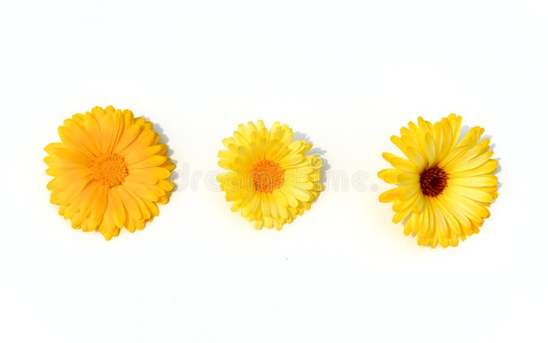 Calendula yellow flowers stock image. Image of calendula - 196951919