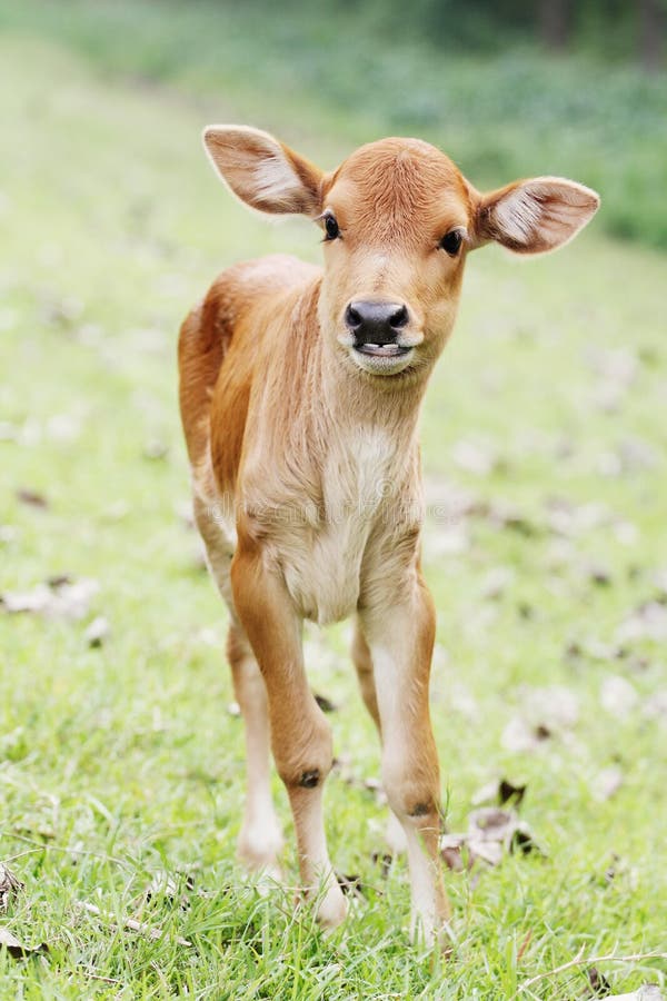 Small calf stock photo. Image of grass, farming, bull - 10770384
