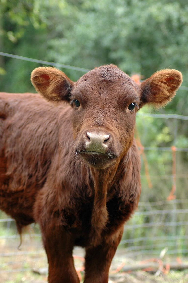 14,411 Calf Face Stock Photos - Free & Royalty-Free Stock Photos from ...