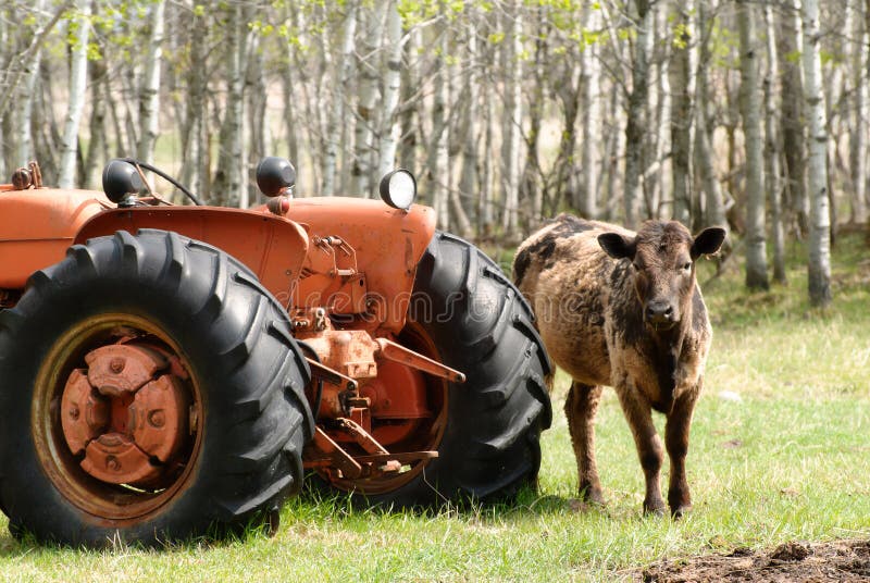 Calf stock photo. Image of country, farmland, milk, tires - 14344966