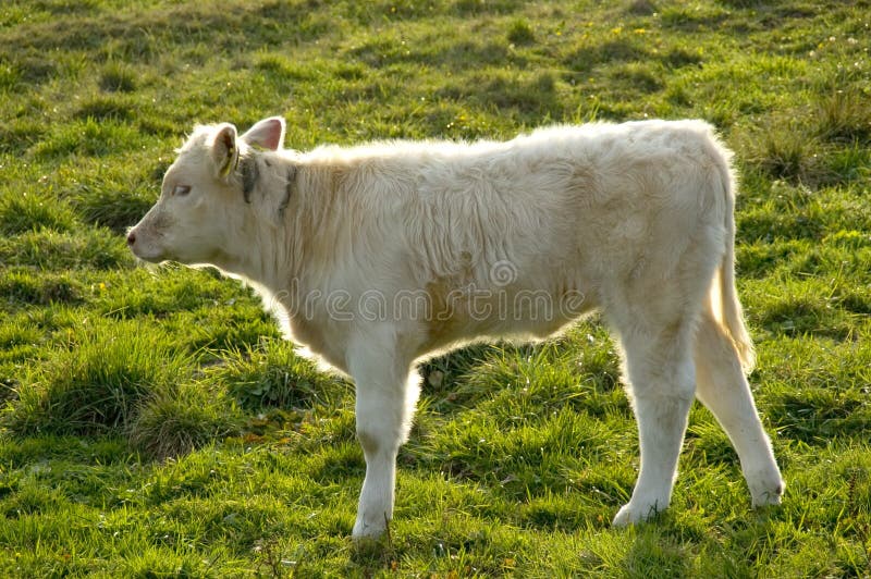 Calf stock image. Image of silent, green, bovine, countryside - 1495319