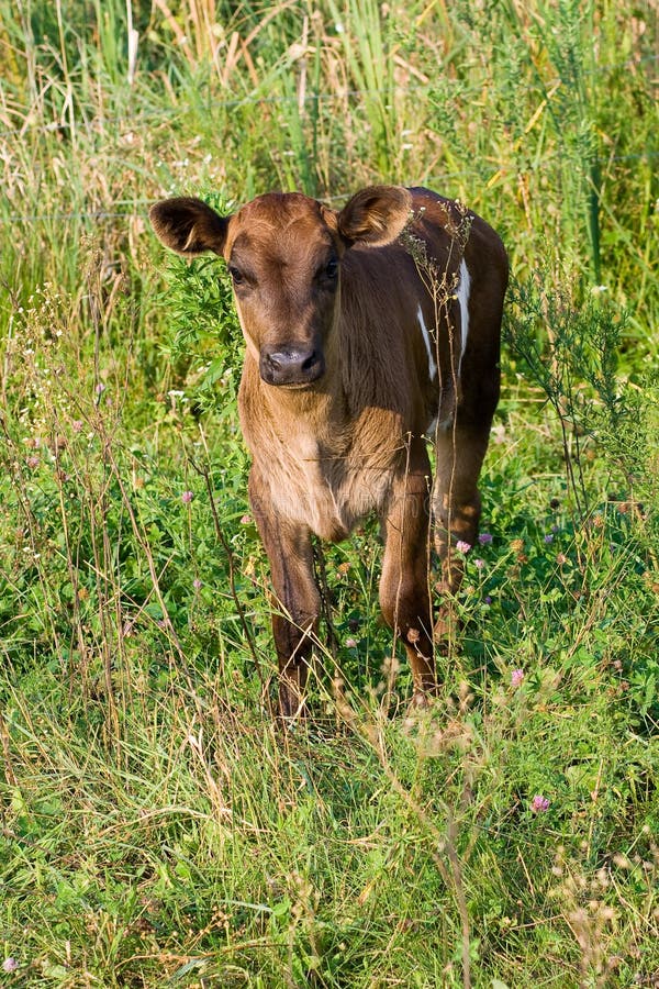 Calf stock photo. Image of adorable, calm, summertime - 16093680