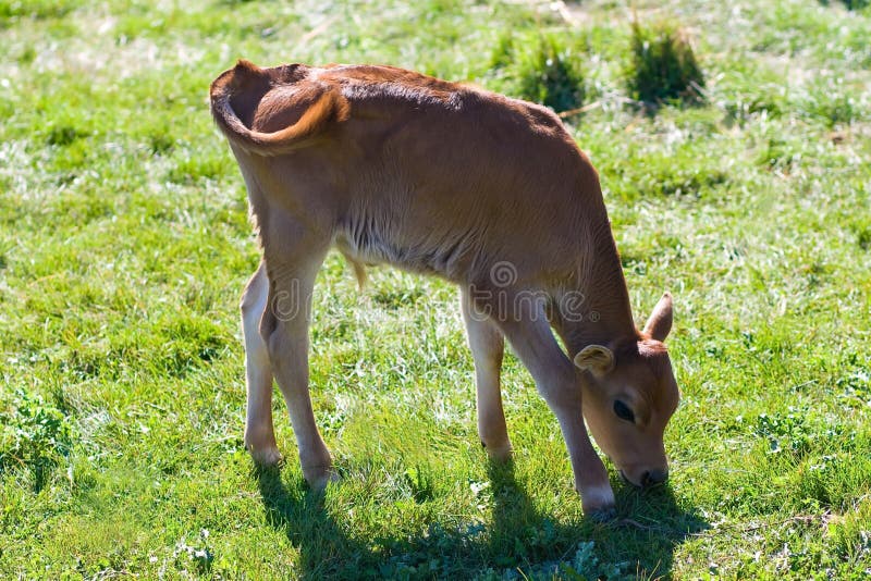 Calf stock photo. Image of adorable, calm, summertime - 16093680