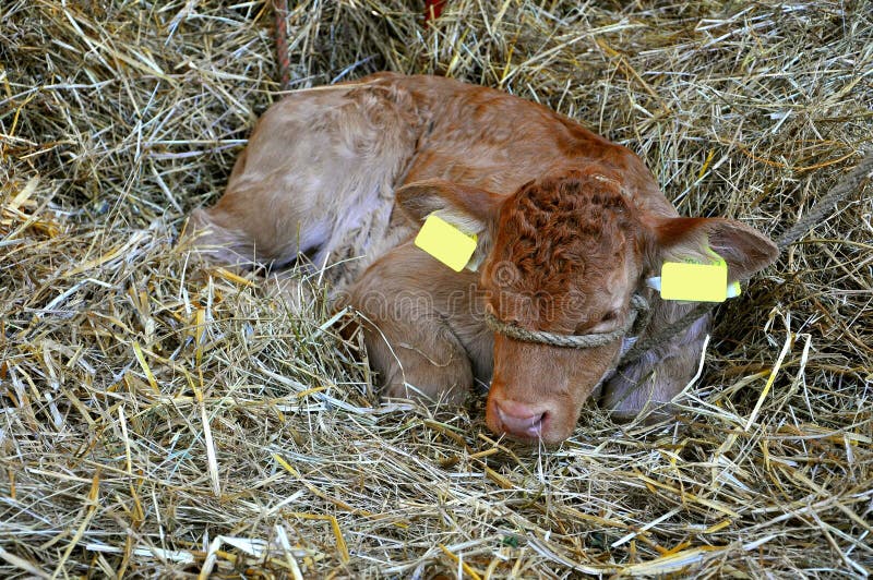 Baby Calf Number Stock Photos - Free & Royalty-Free Stock Photos from ...