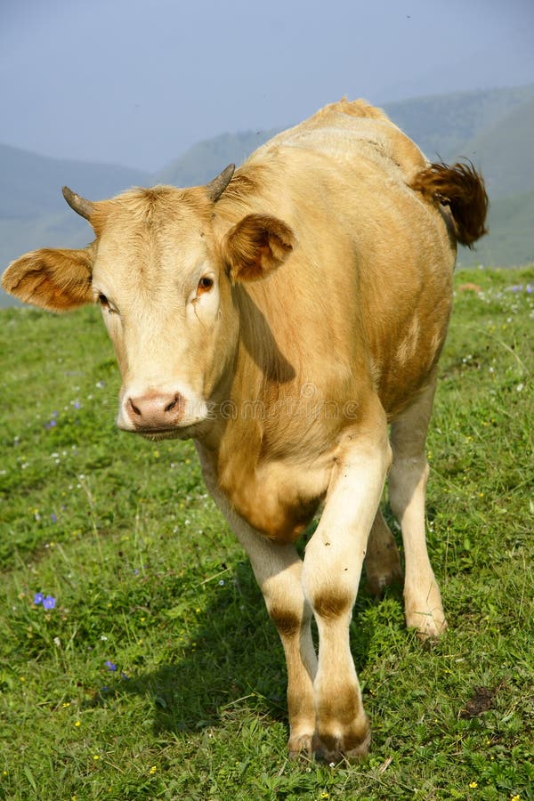 Calf stock photo. Image of cloud, environment, grass - 20483406