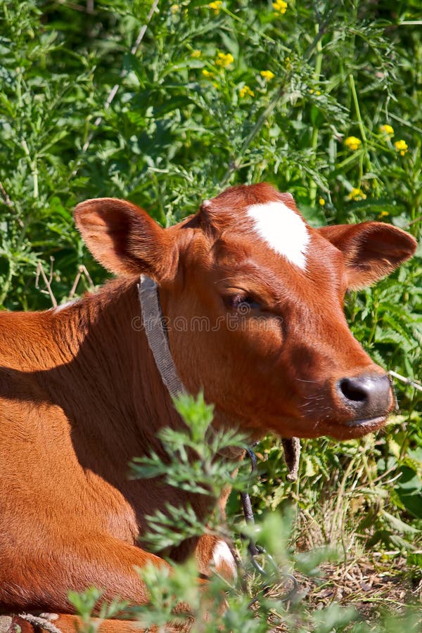 Calf stock photo. Image of grass, animal, calf, close - 21583594