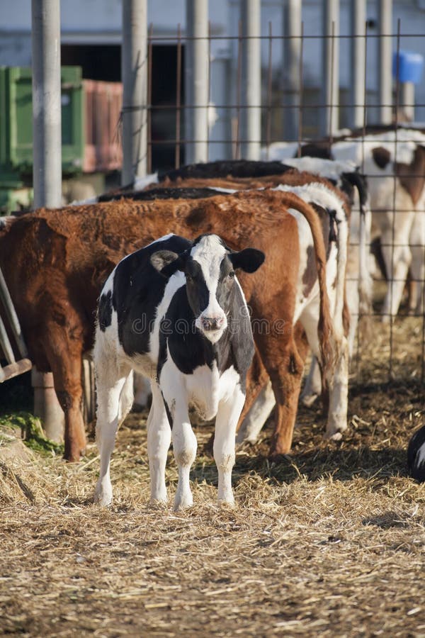Calf stock image. Image of country, agriculture, farming - 23651649