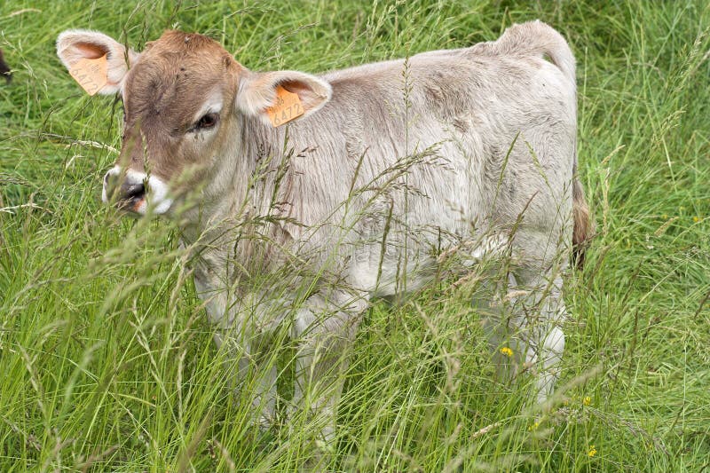 Calf stock image. Image of grass, mammal, farming, meat - 2514461