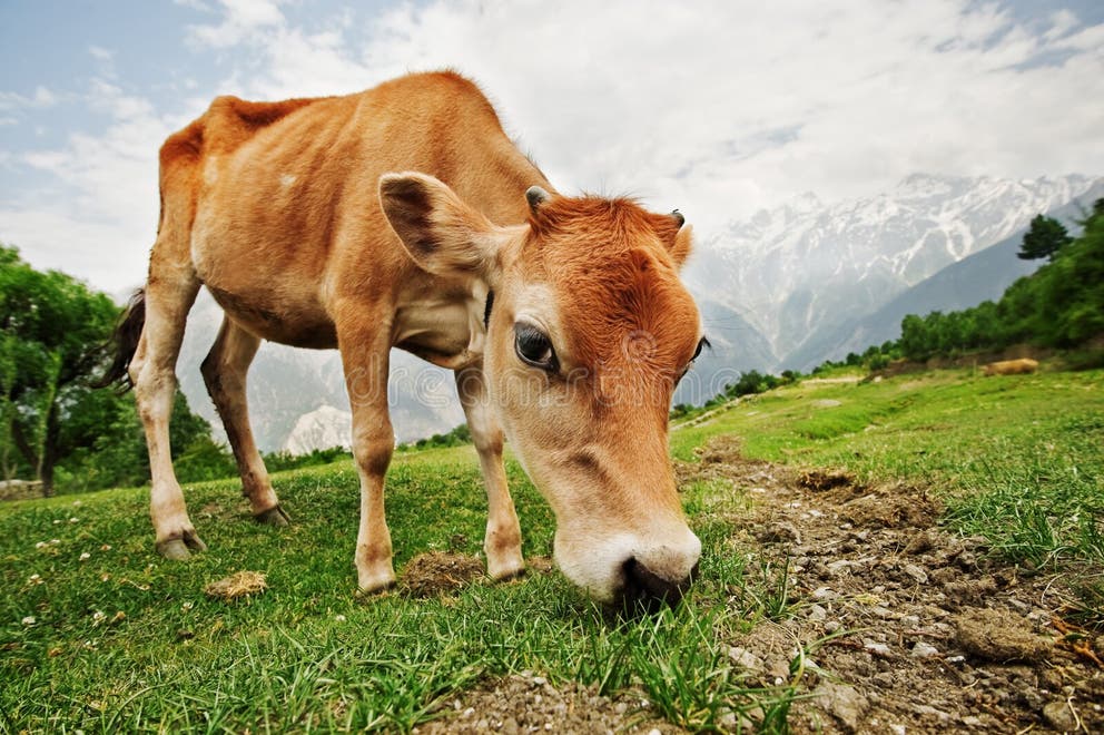 Calf stock photo. Image of cloud, rural, young, domestic - 25810094
