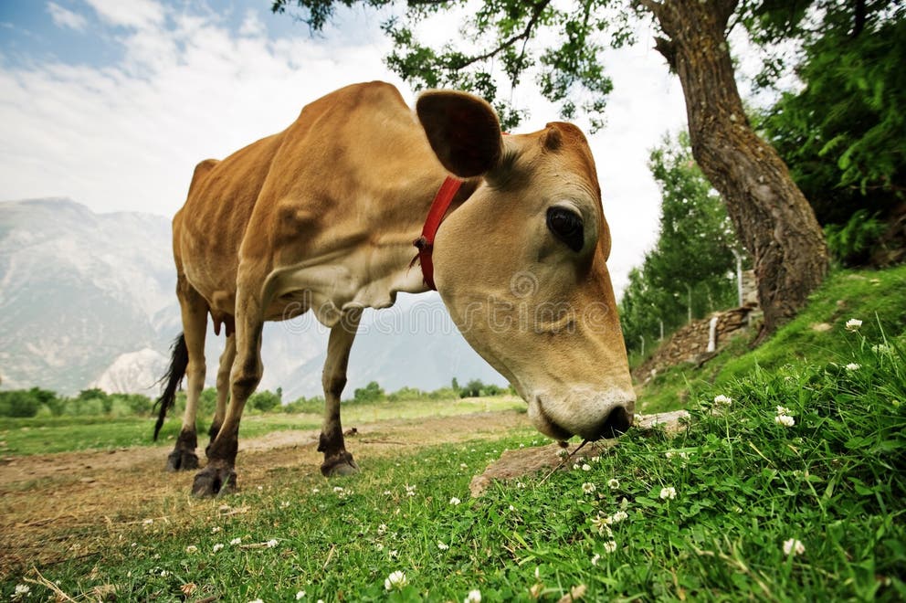 Calf stock image. Image of meado, himalayas, cloud, rural - 27461775