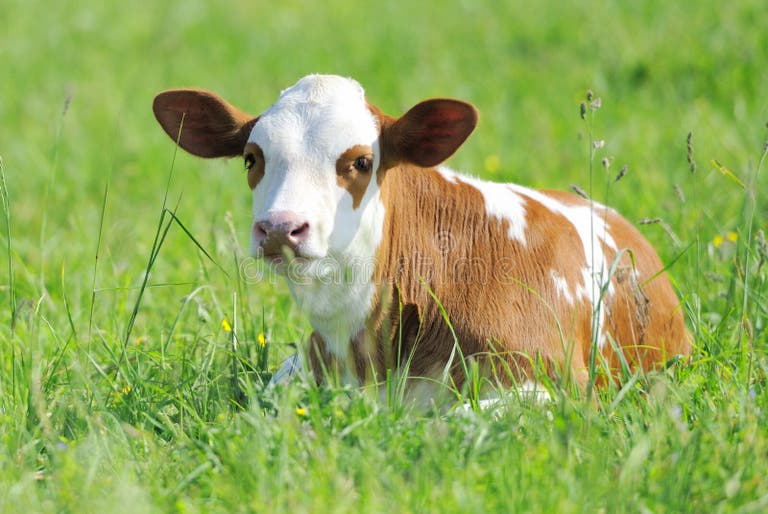 Calf stock photo. Image of alone, calf, easter, beef - 27721766