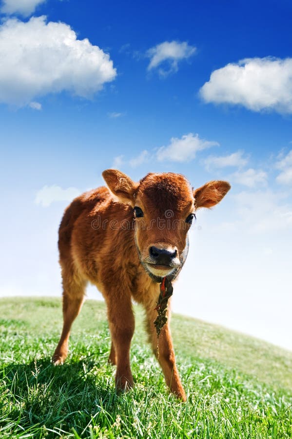 Calf stock image. Image of brown, nature, calf, agriculture - 28742357