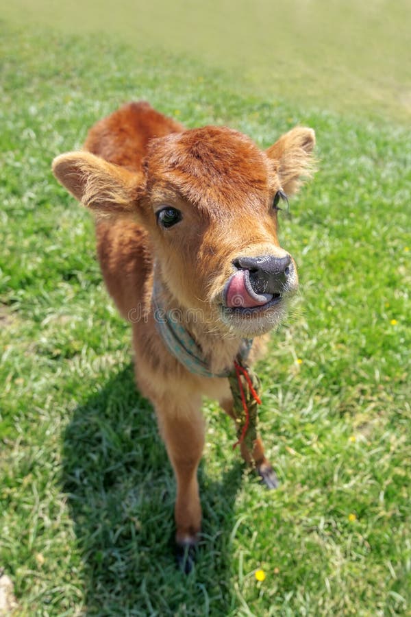 Cute Highland Calf Looking Back Stock Image - Image of closeup, calves ...