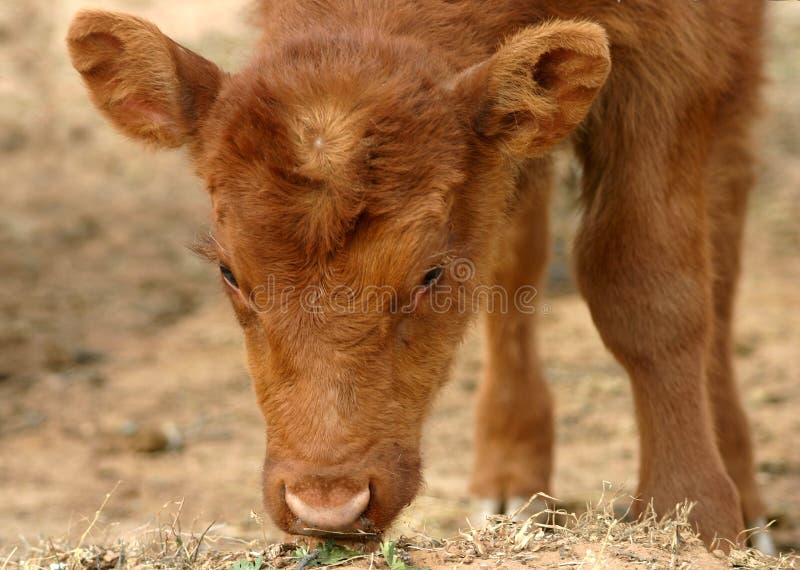 Cute Highland Calf Looking Back Stock Image - Image of closeup, calves ...