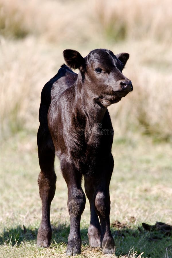 Calf stock photo. Image of watching, rushes, ears, shiny - 4910364