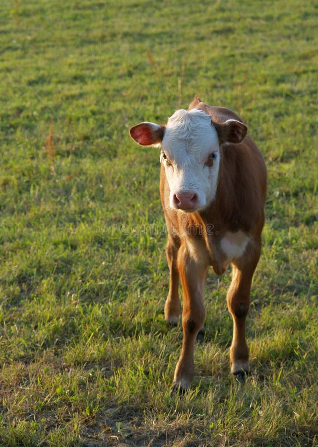 Calf stock photo. Image of single, field, young, solitaire - 6406094