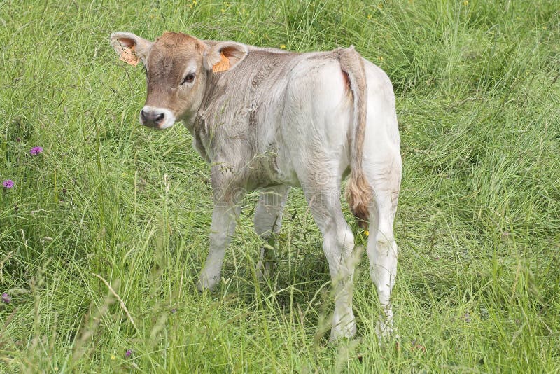 Calf stock image. Image of rural, bull, meat, farm, milk - 820207