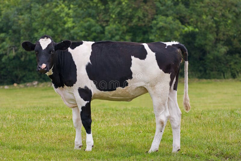 Calf stock photo. Image of farming, healthy, pattern, fresh - 8250540