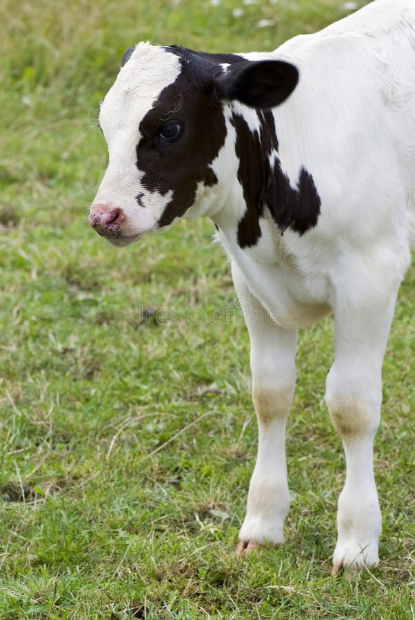 Cow and calf stock image. Image of eating, calf, milk - 6119265