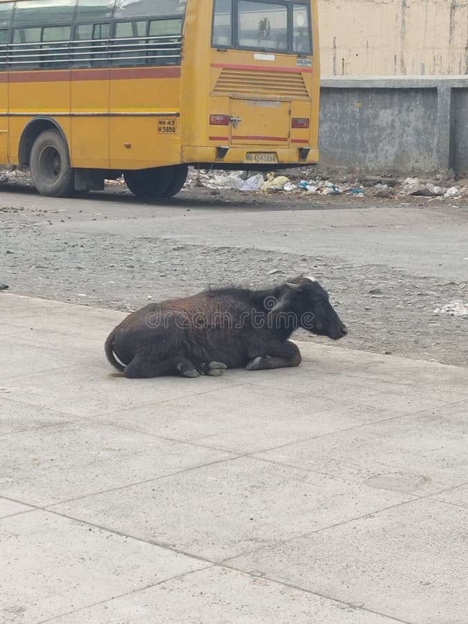 A Calf is Abandoned and Has Become Stray in India Editorial Photo ...