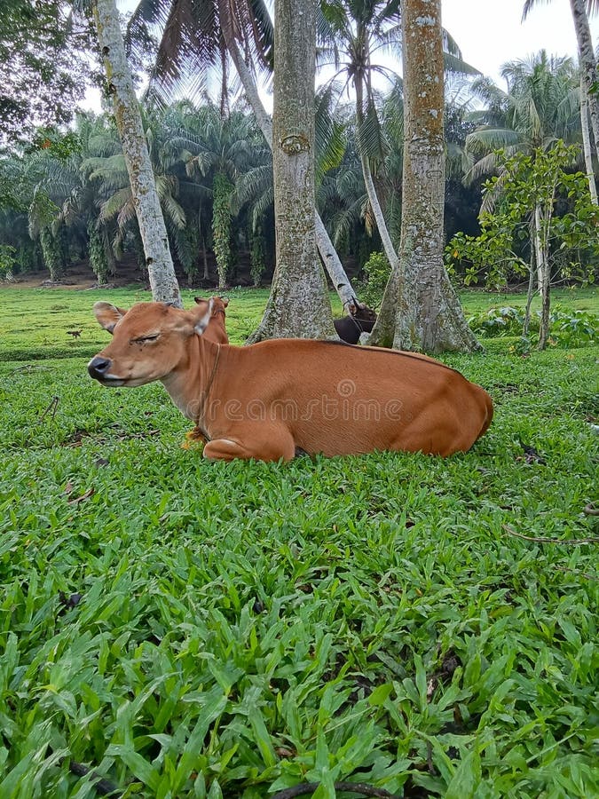 A Calf Aged 1 Year 6 Months is Sitting Relaxed in the Yard Stock Image ...