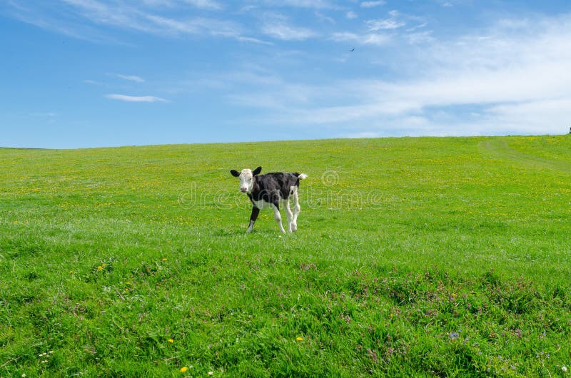 Calf on a Background of Green Grass on a Pasture Field Stock Image ...