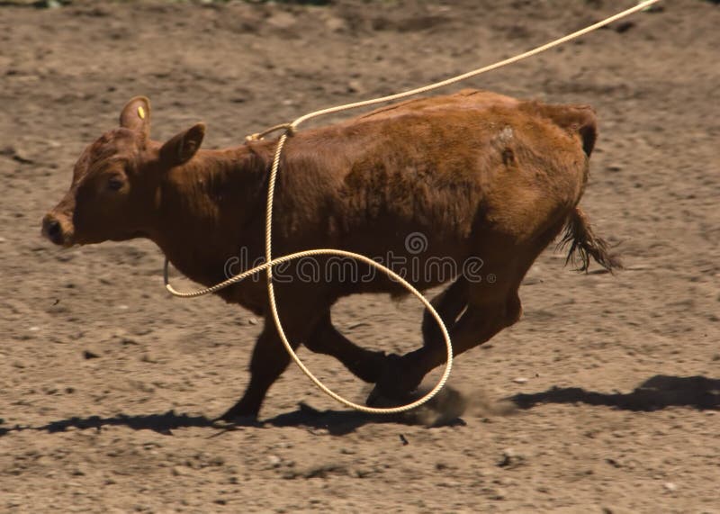 Calf being roped stock image. Image of ranch, cowboy, lasso - 903997