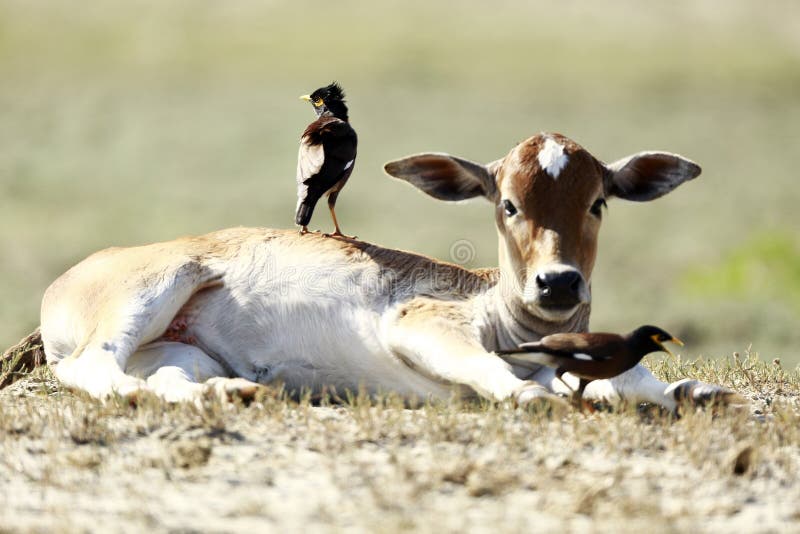 Calf stock photo. Image of brown, white, grass, calf - 40140390