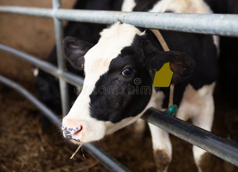 Calf with Black and White Fur at Cow Farm Stock Photo - Image of mammal ...