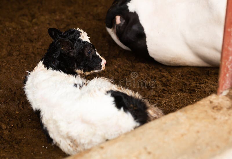 Calf with Black and White Fur at Cow Farm Stock Image - Image of ...