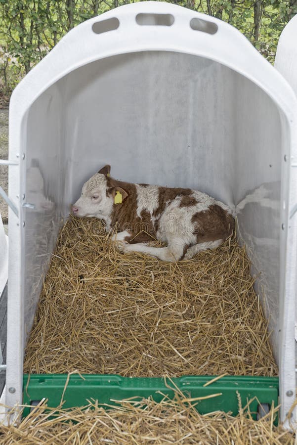Calf in a box stock image. Image of cute, livestock, beef - 45041187