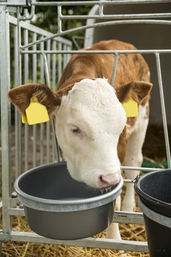 Calf in a box stock image. Image of cute, livestock, beef - 45041187