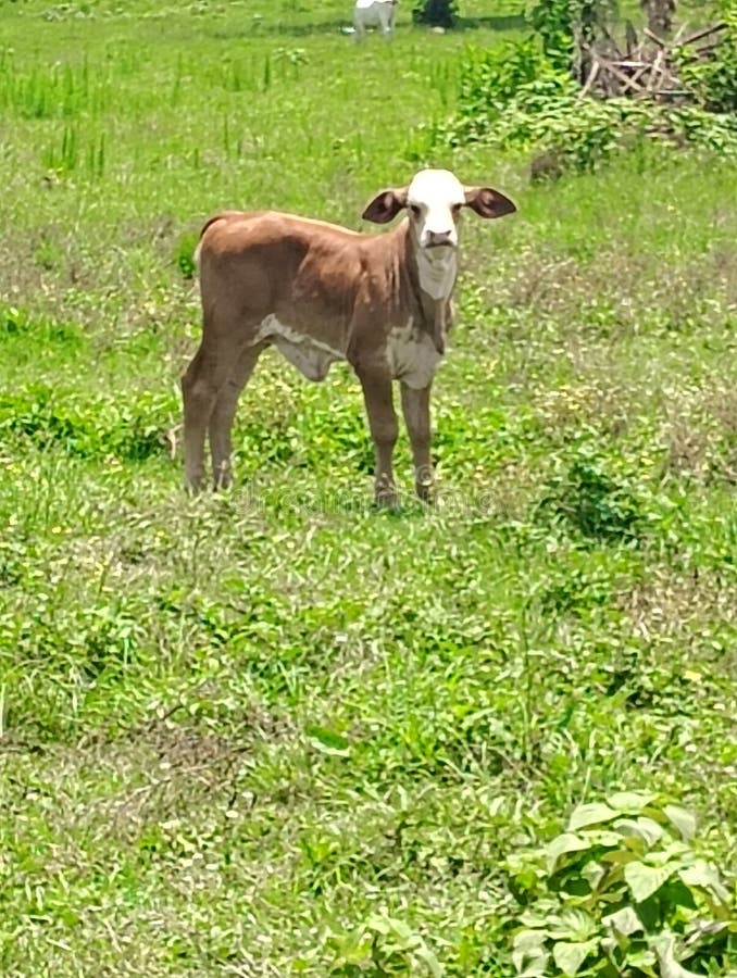 Calf brama whiteface cow stock photo. Image of calf - 391833768