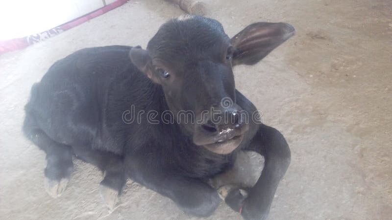 Calf stock image. Image of friends, shake, bufalo, ready - 80017415