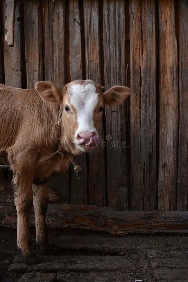 Calf bull in the barn stock image. Image of grazing - 215504375