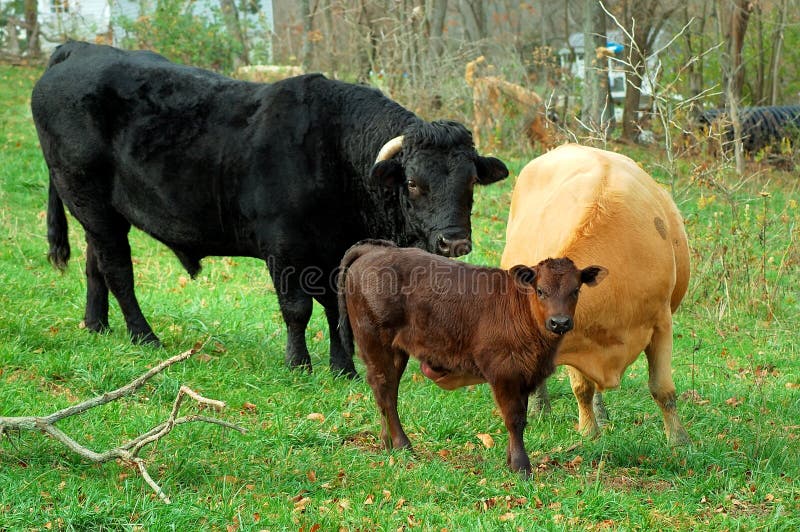 Calf with Bull and Cow stock image. Image of black, field - 335501