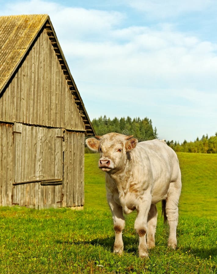 Calf at the byre. stock image. Image of bull, environment - 34591727