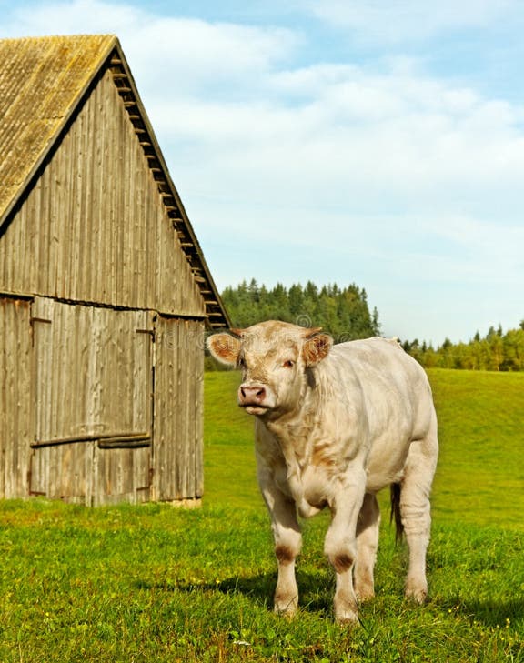 Calf at the byre. stock image. Image of bull, environment - 34591727