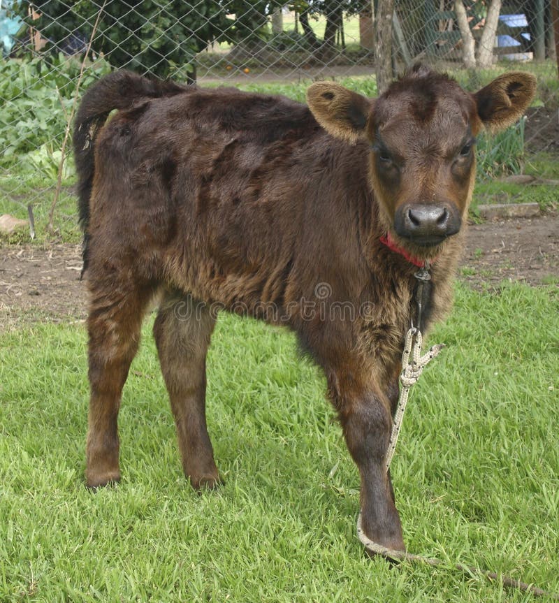 Calf caw stock image. Image of garden, months, camp, field - 43440731