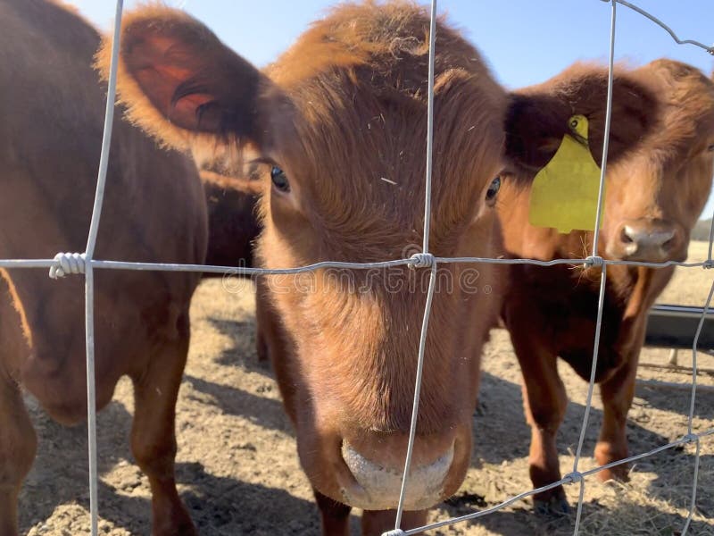 Calf Closeup in a Herd of Red Angus Beef Cattle Stock Image - Image of ...