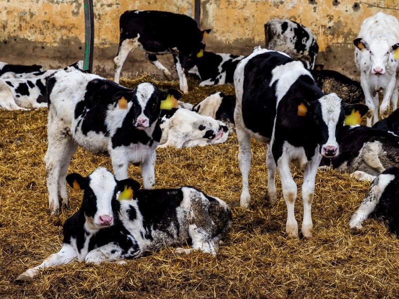 Calf and cow farm stock image. Image of healthy, calf - 178380085