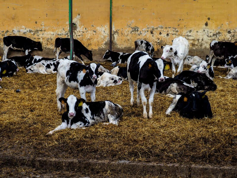 Calf and cow farm stock photo. Image of milk, gastronomy - 178380142