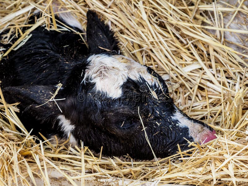 Calf and cow farm stock image. Image of food, diet, domestic - 178380151